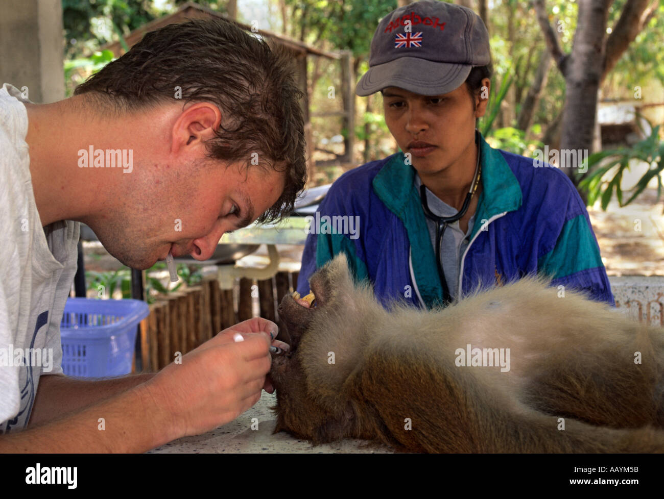 Operation on macaque monkey Macaca sp wildlife rescue centre Chonburi ...