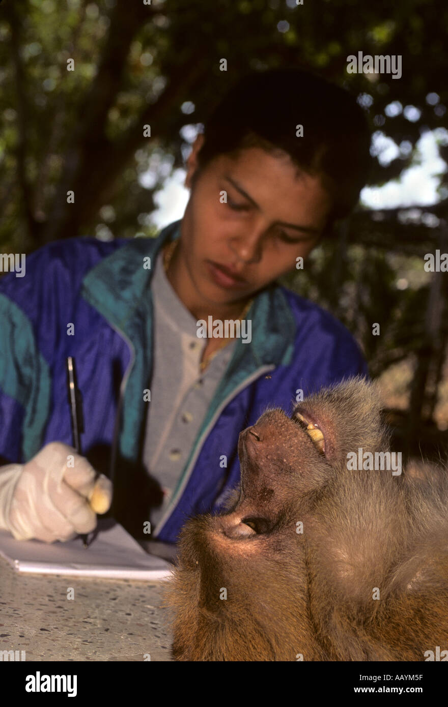 Operation on macaque monkey Macaca sp wildlife rescue centre Chonburi ...