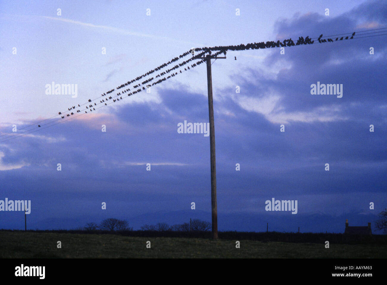 Birds flocking on power lines in Groeslon Caernarfon Gwynedd North ...