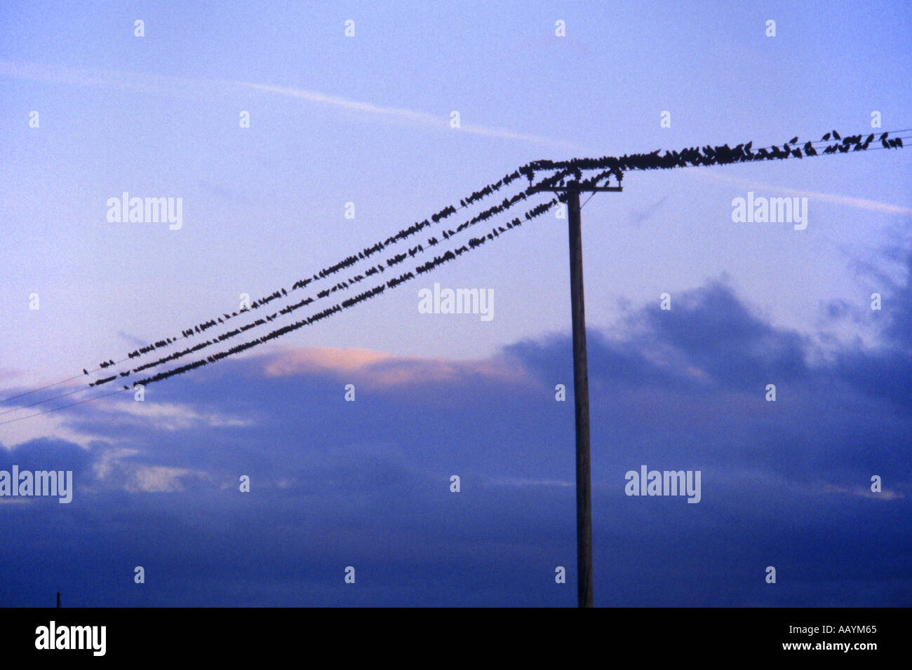 Birds flocking on power lines in Groeslon Caernarfon Gwynedd North ...