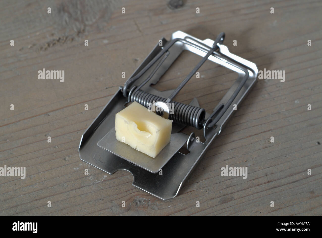 Baited with cheese hi-res stock photography and images - Alamy