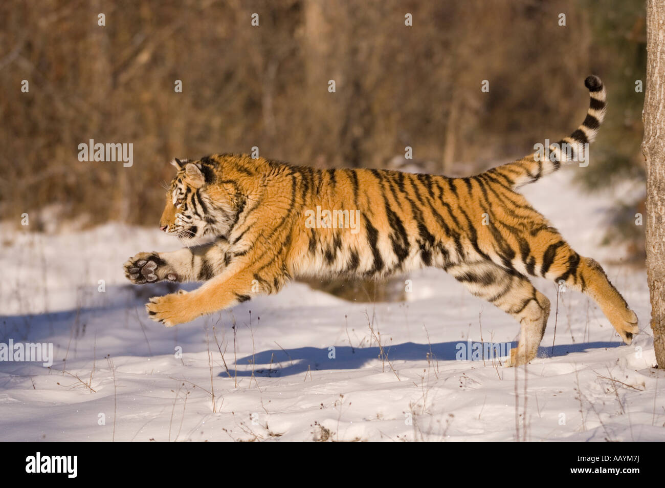 Siberian tiger, Panthera tigris altaica, running in snow Stock Photo ...