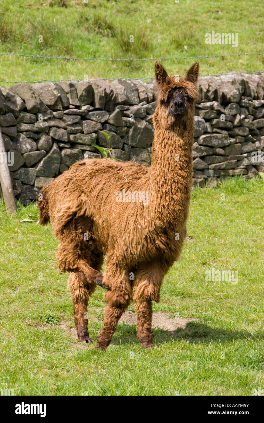 Rare alpaca hi-res stock photography and images - Alamy