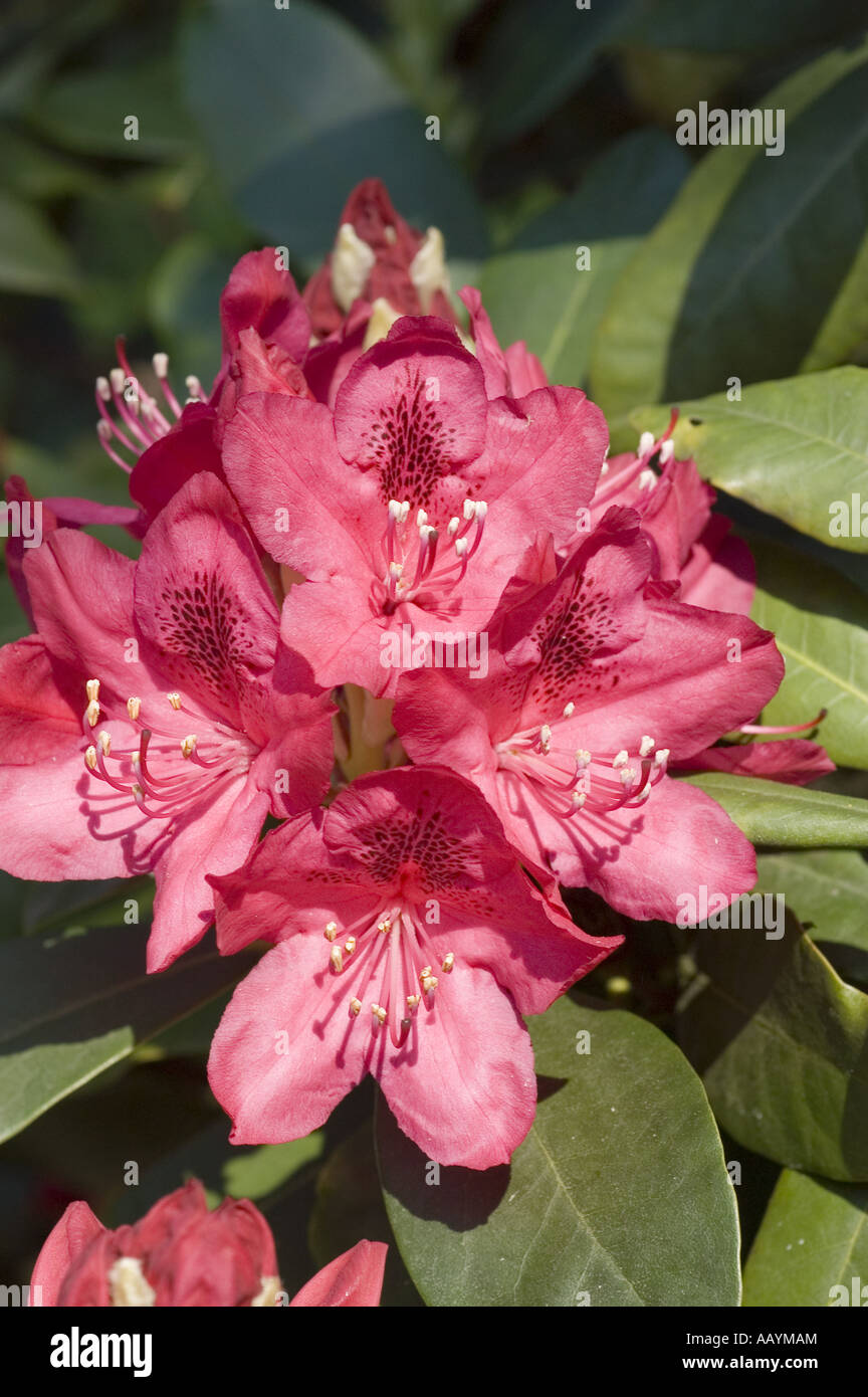 Red spring flower closeup of Azalea Rhododendron var Van Weerden ...