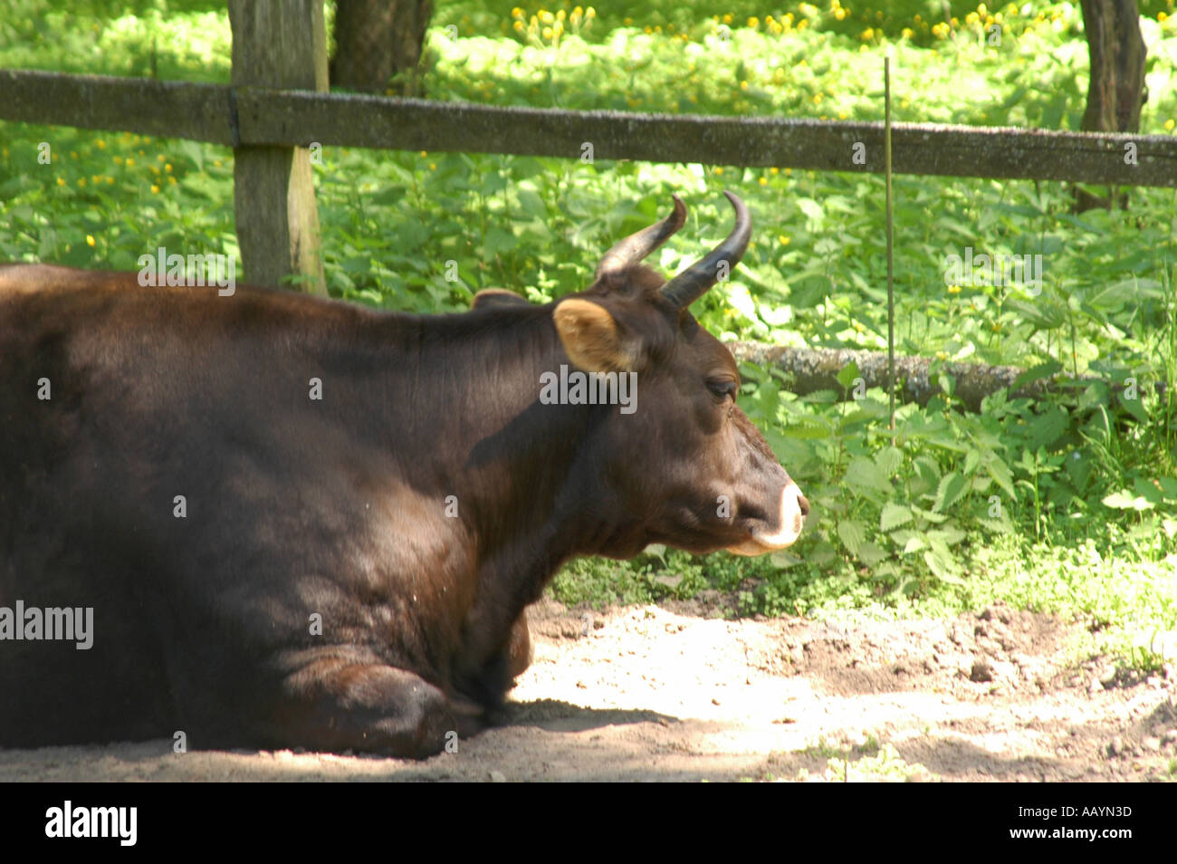 Bison hybrid hi-res stock photography and images - Alamy