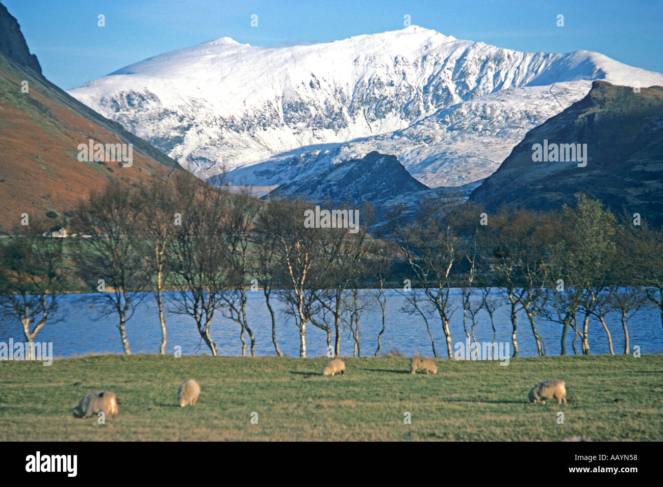 Snowdon in winter viewed across Llyn Nantlle Uchaf North Wales JMH0764 ...