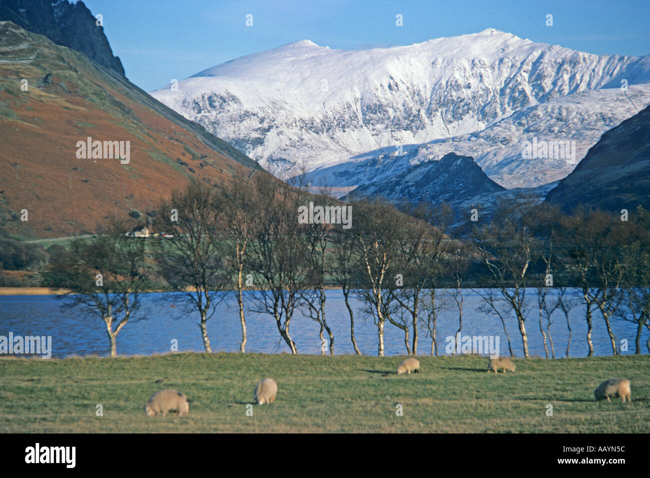 Snowdon in winter viewed across Llyn Nantlle Uchaf North Wales JMH0765 ...