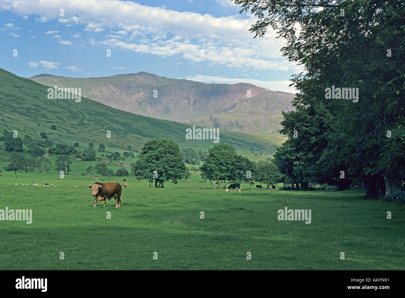 Snowdon in summer viewed from near Rhydd Ddu North Wales JMH0767 Stock ...