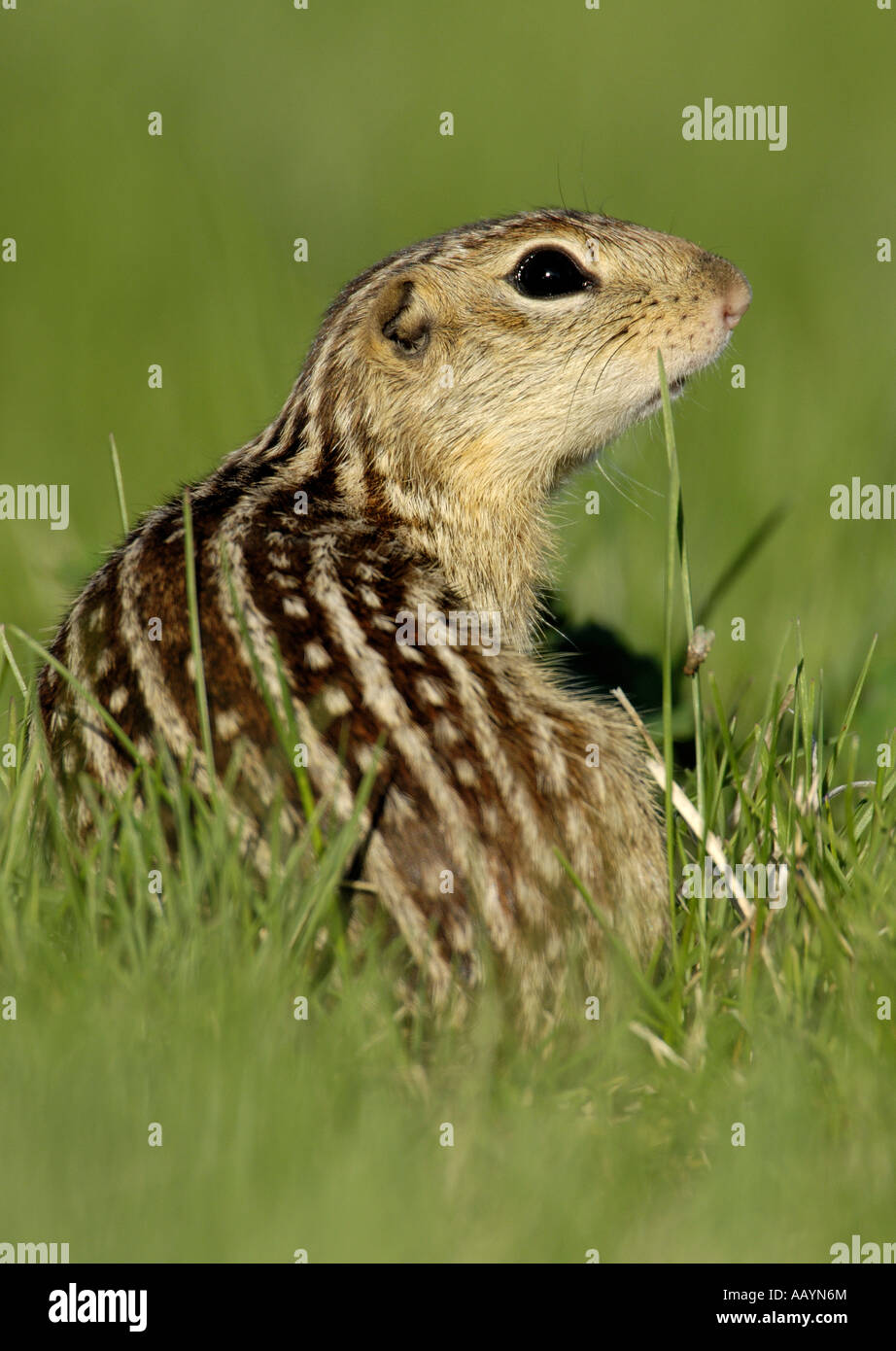 Thirteen lined Ground Squirrel in the grass at Buffalo River State Park ...