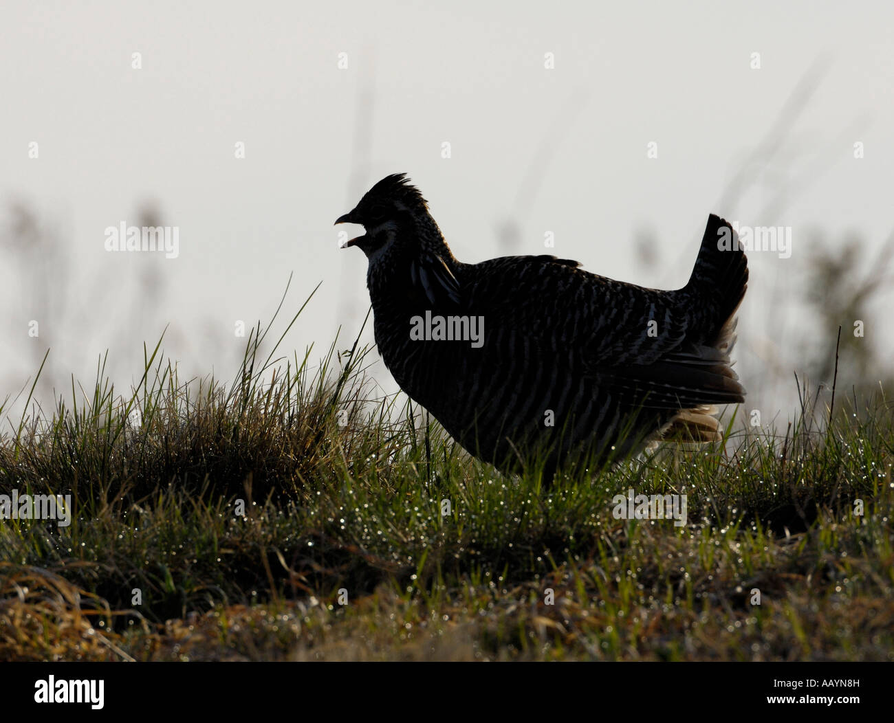 Male Greater Prairie Chickens displays in a lek at Bluestem Prairie ...