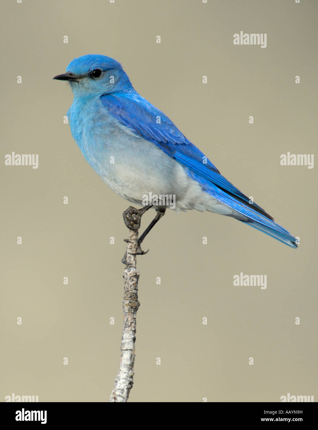 Mountain Bluebird at Yellowstone National Park Wyoming Stock Photo - Alamy
