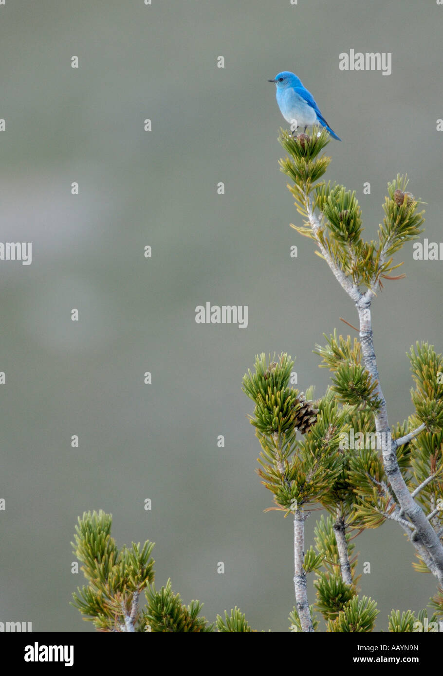 Male mountain bluebird breeding plumage hi-res stock photography and ...