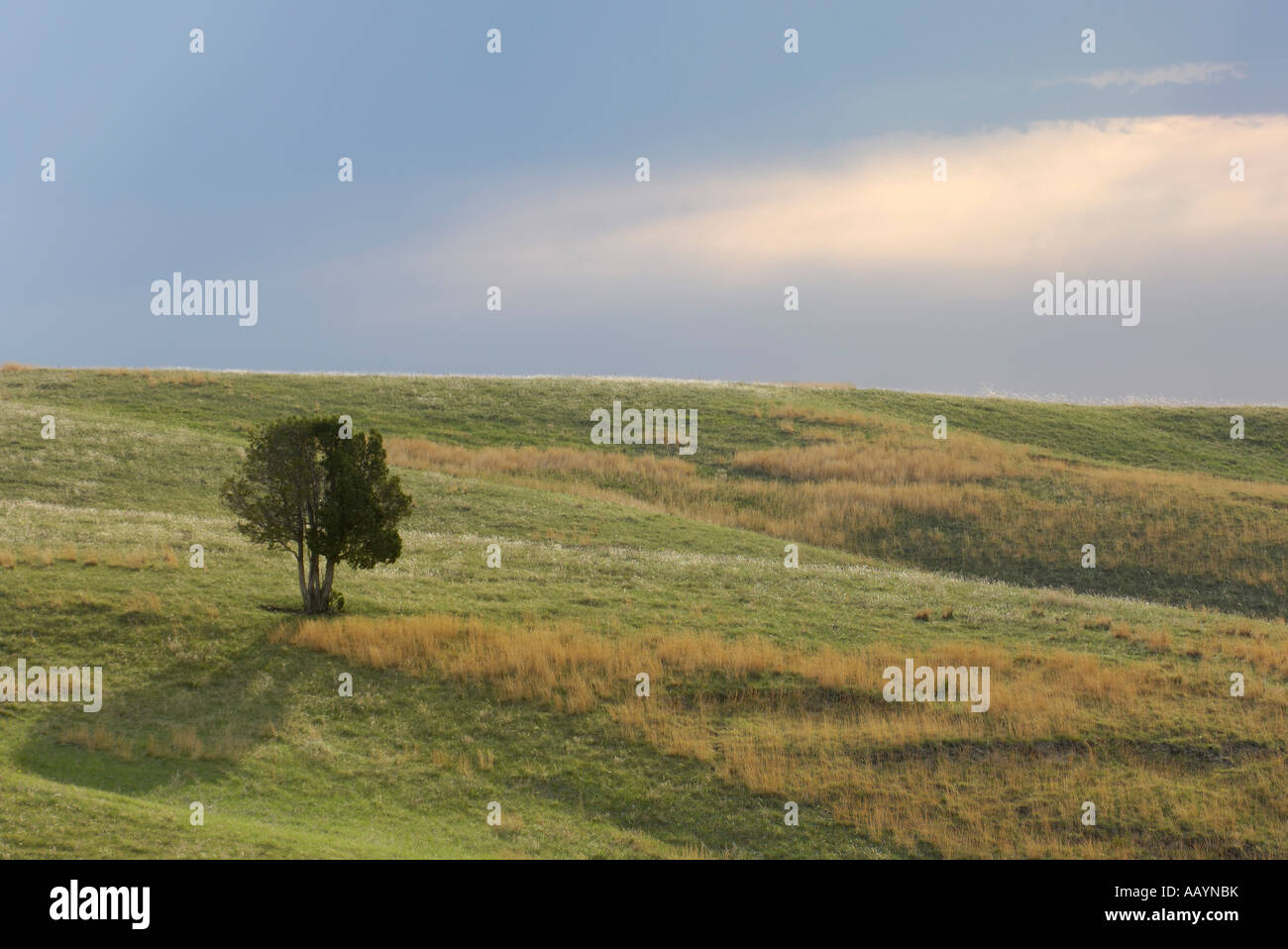 Tree on a hillside Theodore Roosevelt National Park North Dakota Stock ...