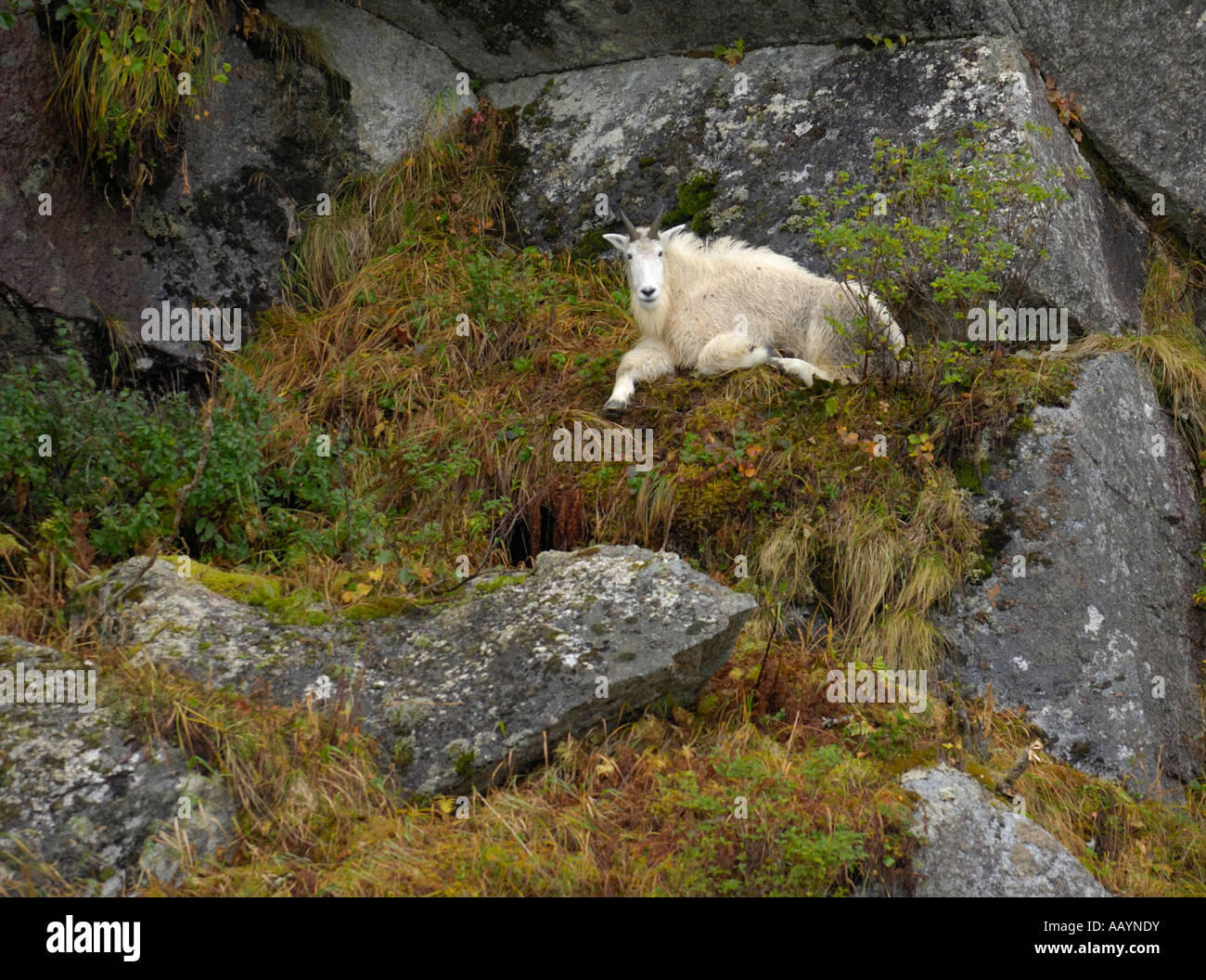 Mountain Goat at Kenai Fjords National Park Alaska Stock Photo - Alamy