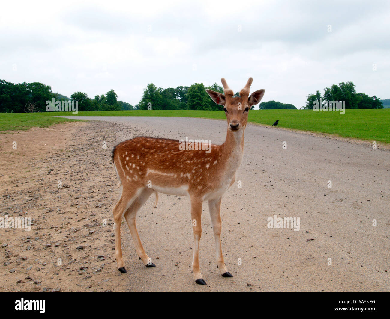 young fallow deer fawn Stock Photo - Alamy