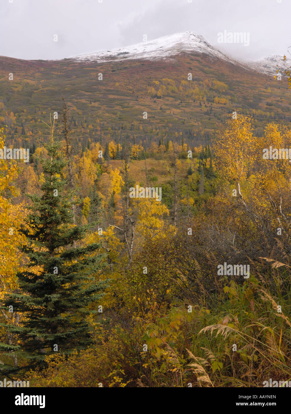 View from the Prospect Heights Trail in Chugach State Park Alaska Stock ...