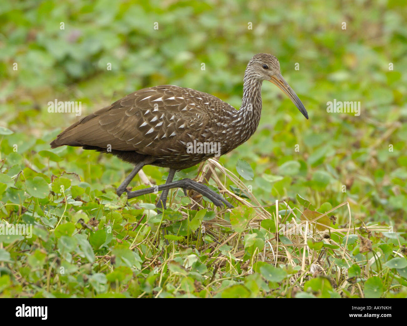 La Chua Sink High Resolution Stock Photography and Images - Alamy