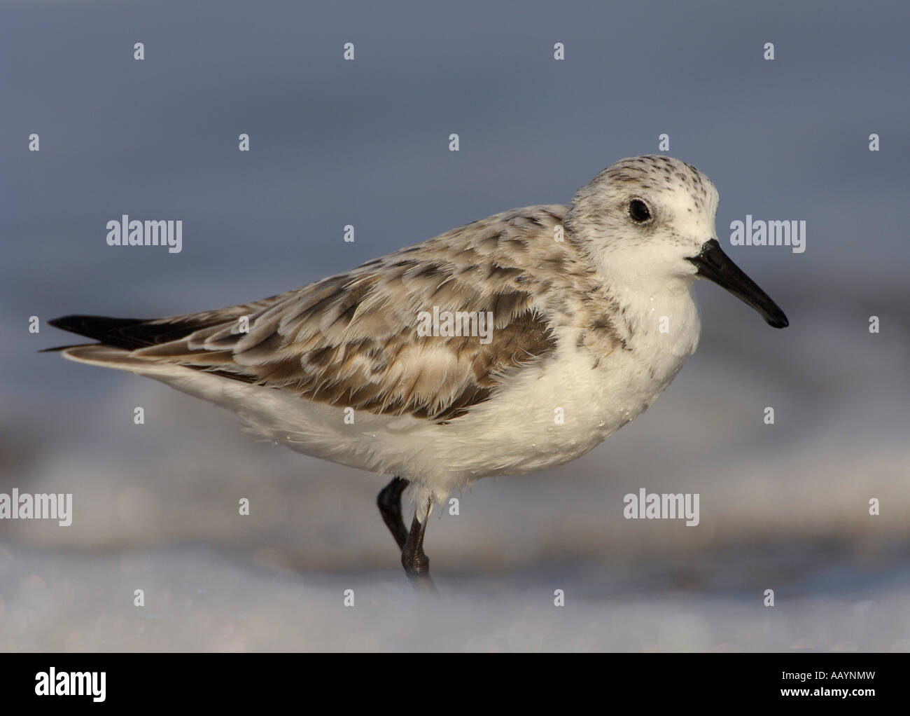 Pure white plumage hi-res stock photography and images - Alamy