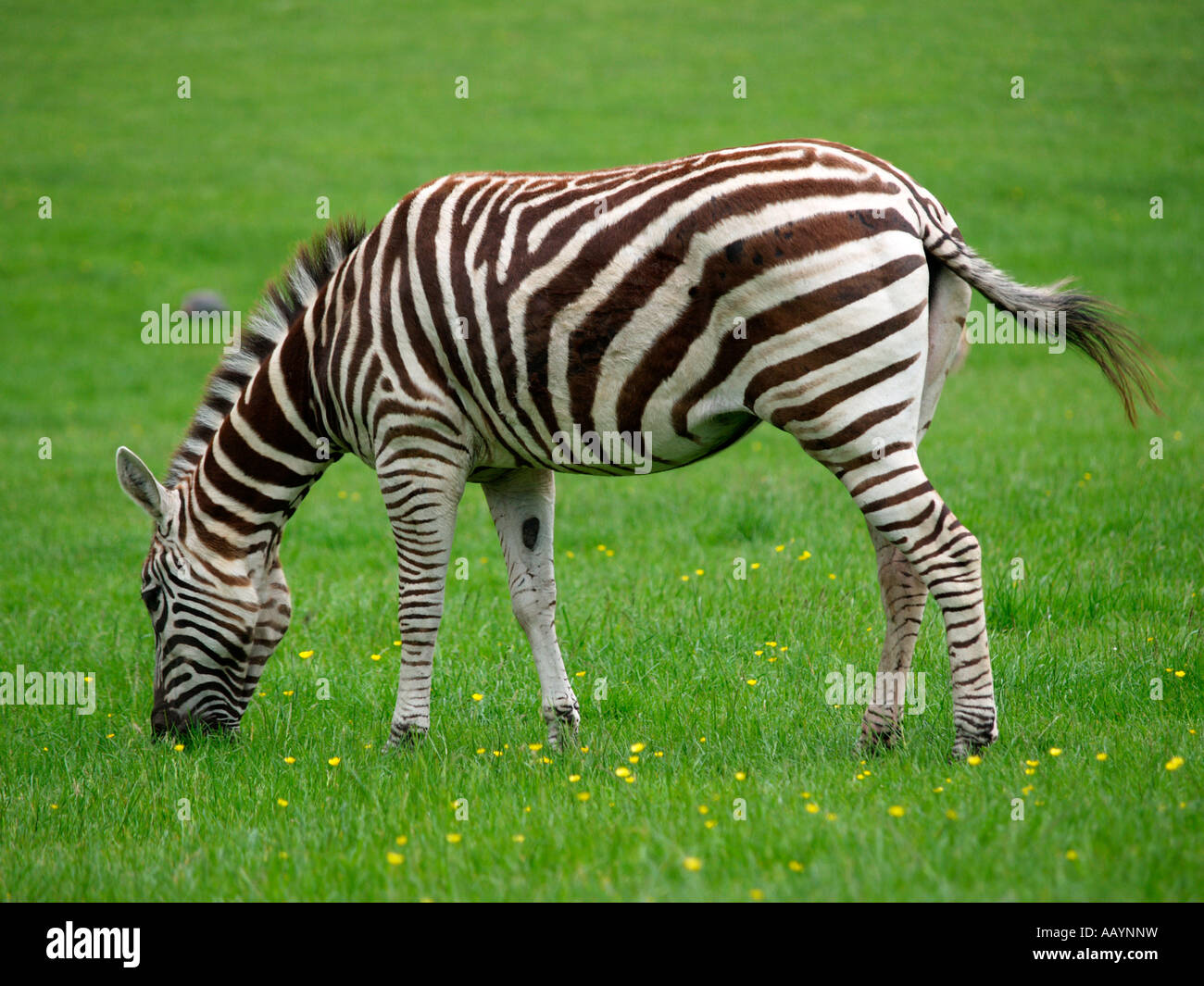 Zebra green field animal markings hi-res stock photography and images ...