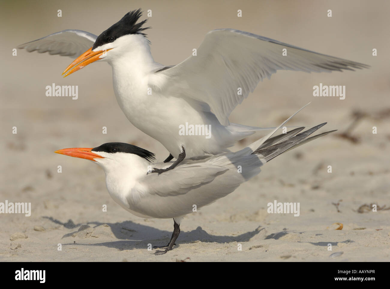 Royal Terns mating on beach Anastasia State Park St Augustine Florida ...