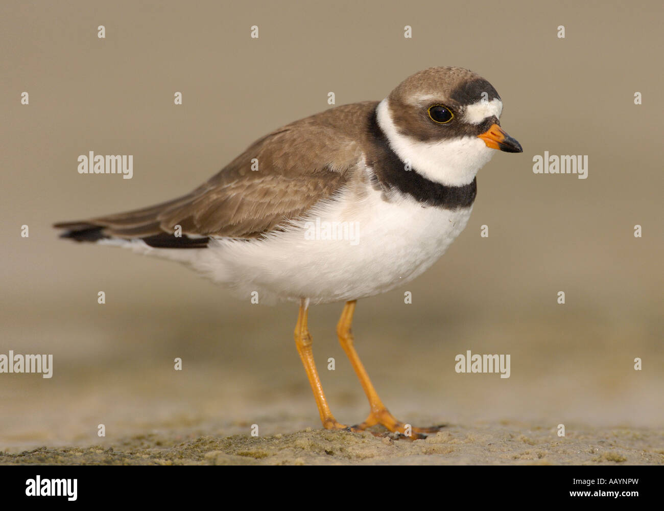 Fort desoto park florida birds hi-res stock photography and images - Alamy