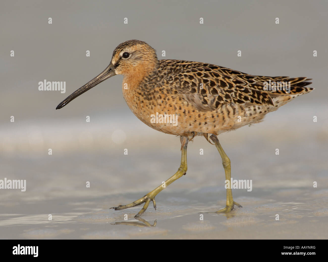 Fort desoto park florida birds hi-res stock photography and images - Alamy