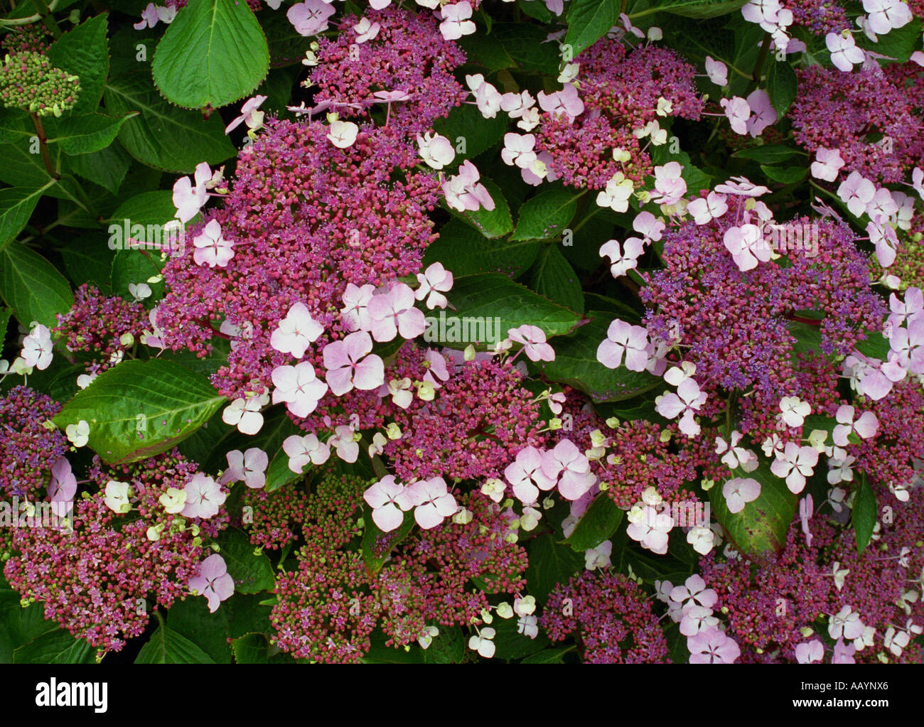Lacecap Hydrangea, Hydrangea Macrophylla Stock Photo - Alamy