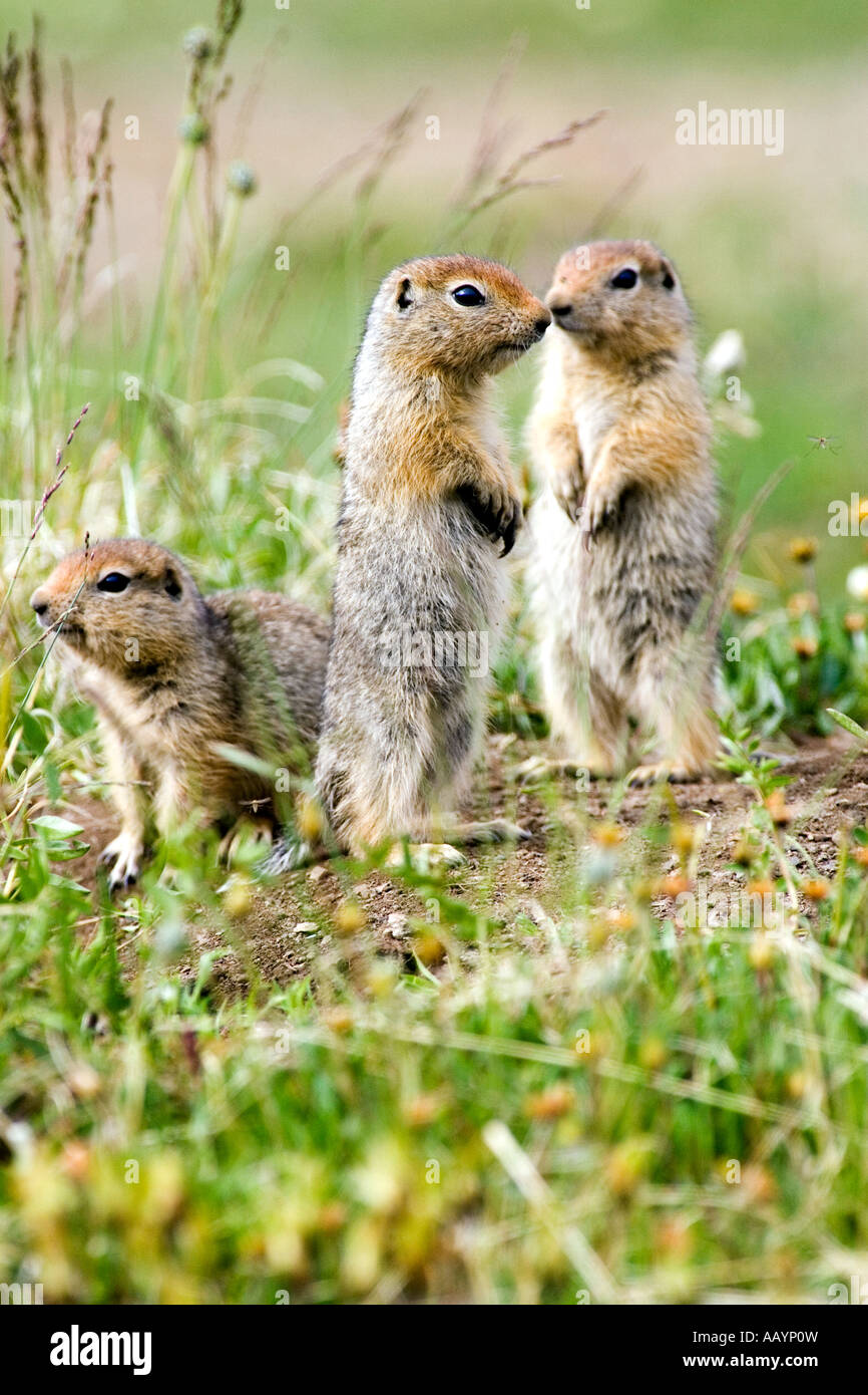 Juvenile Arctic Ground Squirrels Stock Photo - Alamy