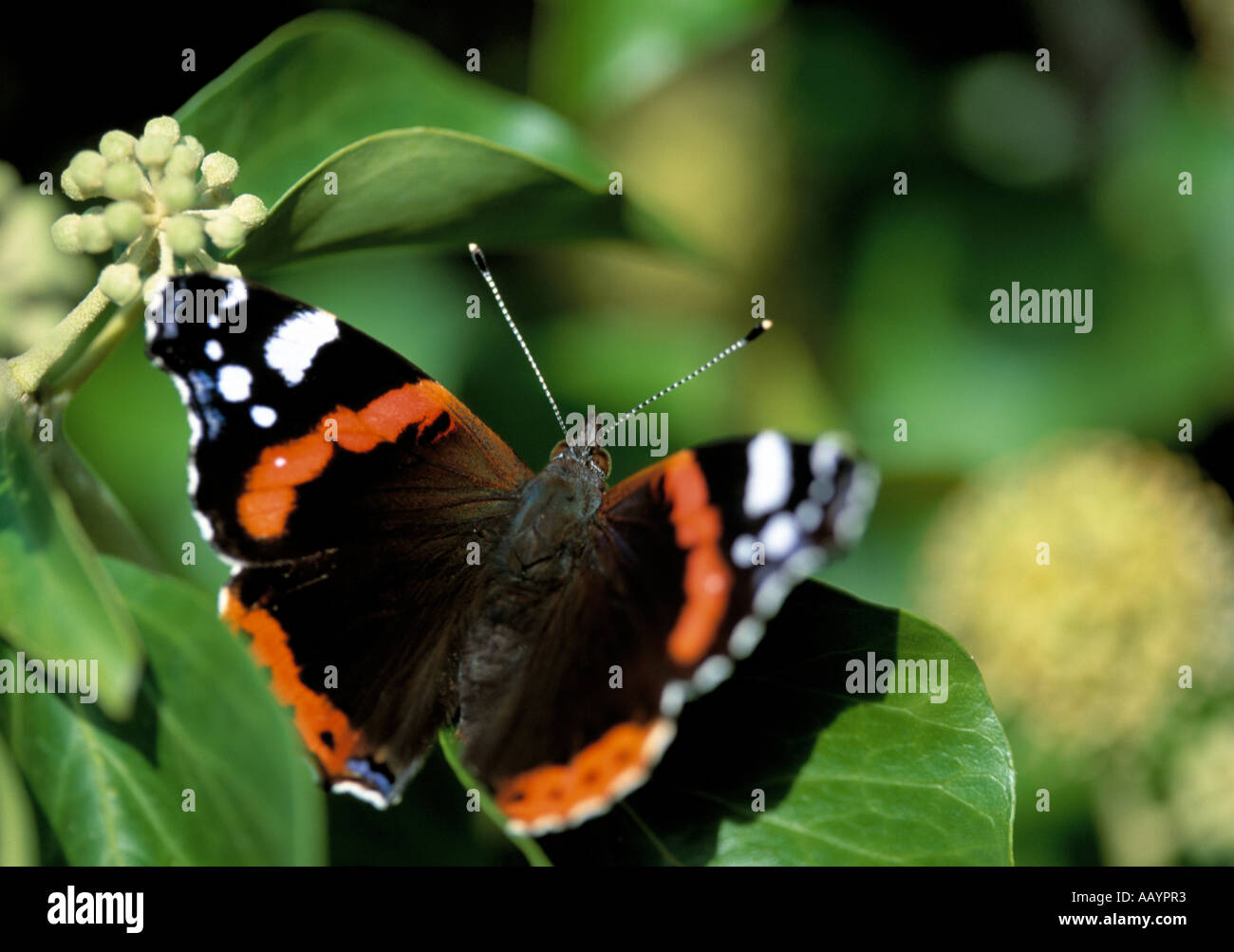 colorful butterfly resting on a garden plant with outstretched wings ...