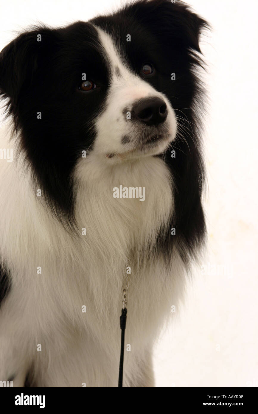 border Collie portrait Stock Photo - Alamy