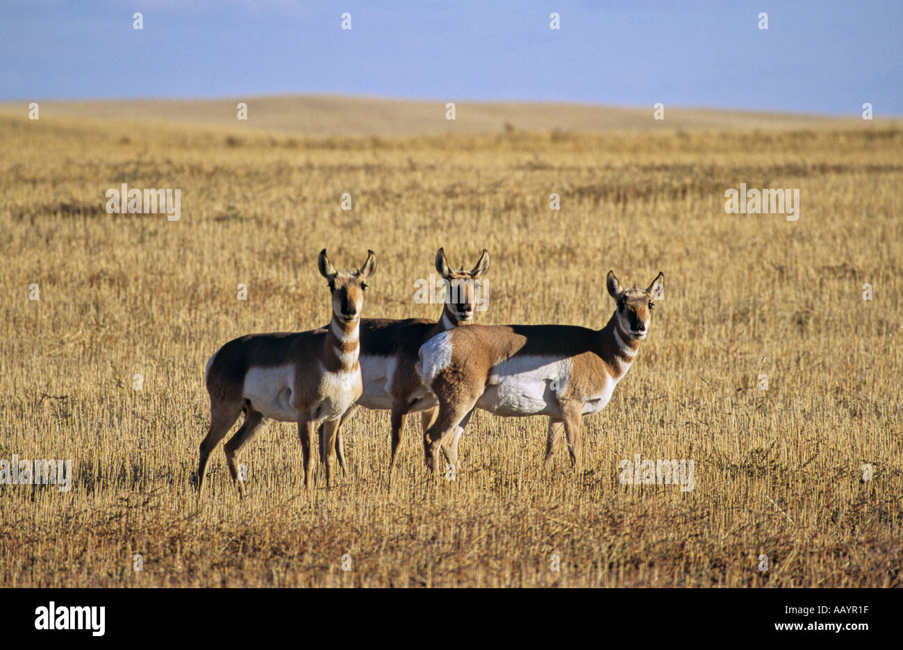 Pronghorn antelope saskatchewan hi-res stock photography and images - Alamy