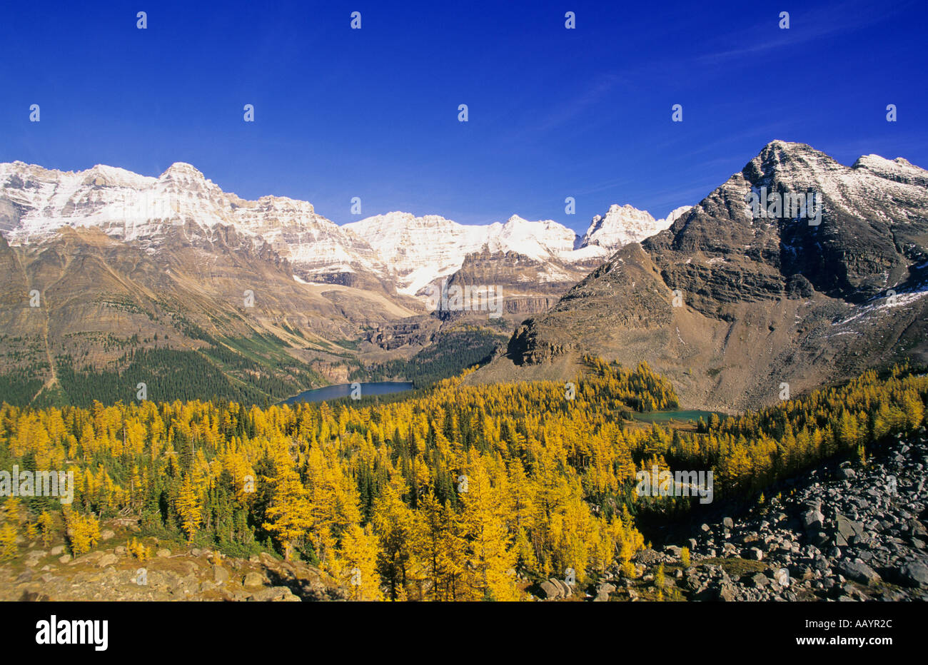 Hara Forest Stock Photos & Hara Forest Stock Images - Alamy