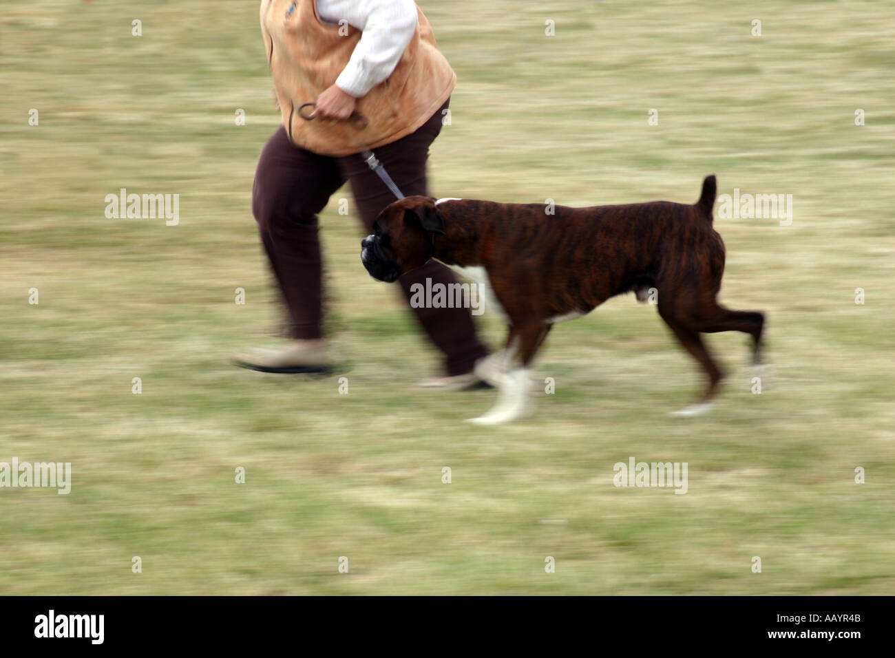 Overweight dog hi-res stock photography and images - Alamy