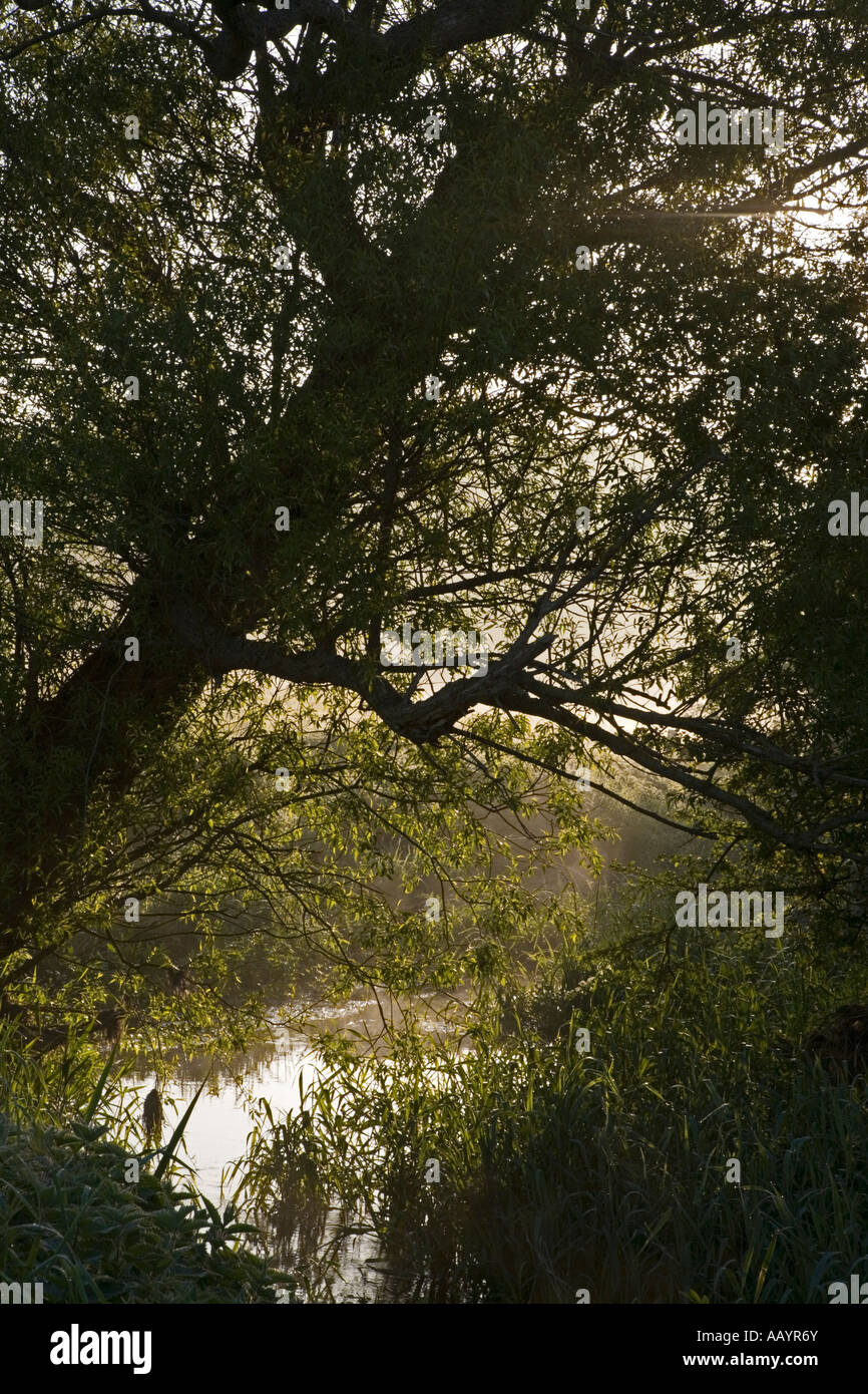 Willow tree over sunlit stream Stock Photo - Alamy