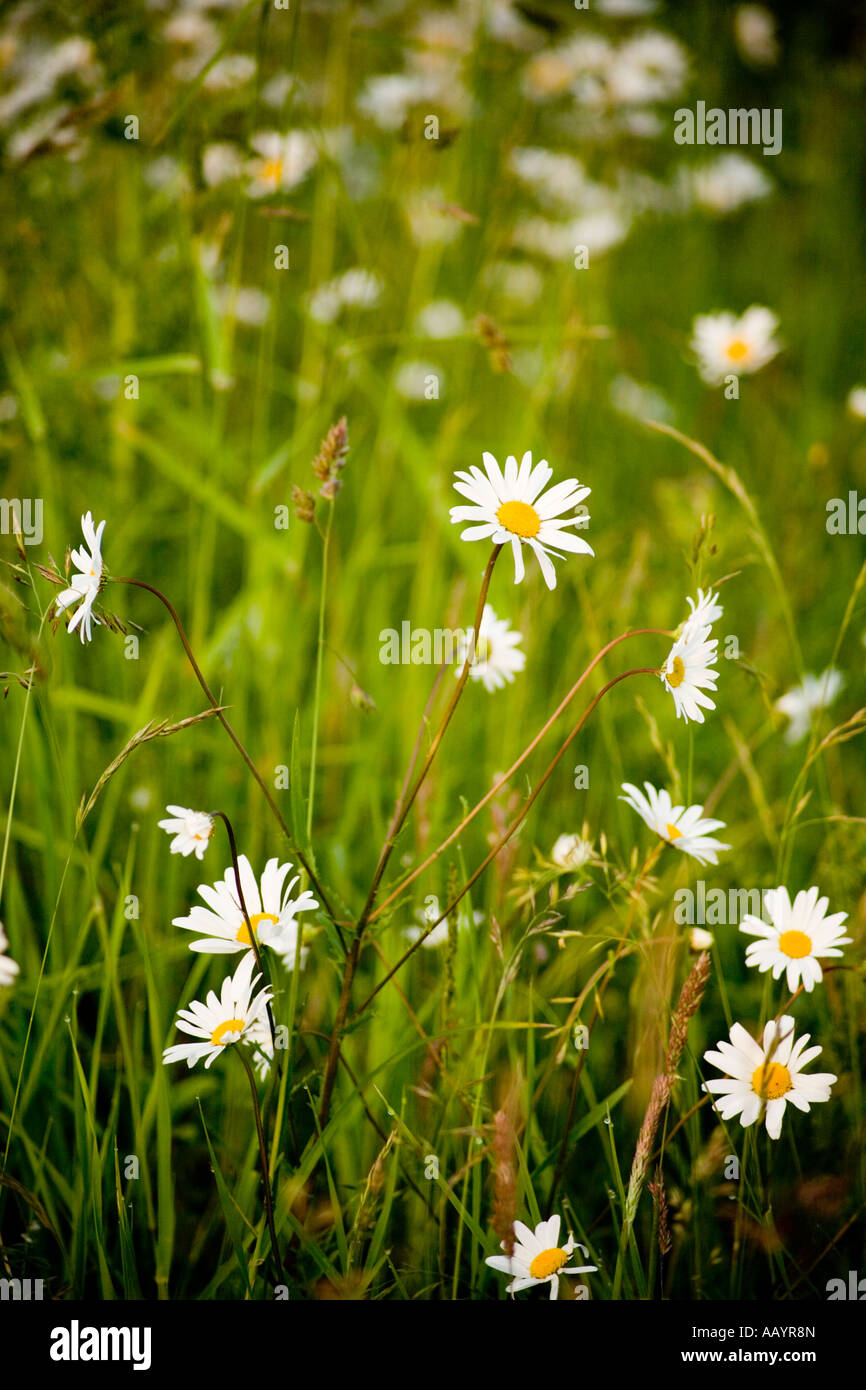 Daisy (bellis perennis L Stock Photo - Alamy