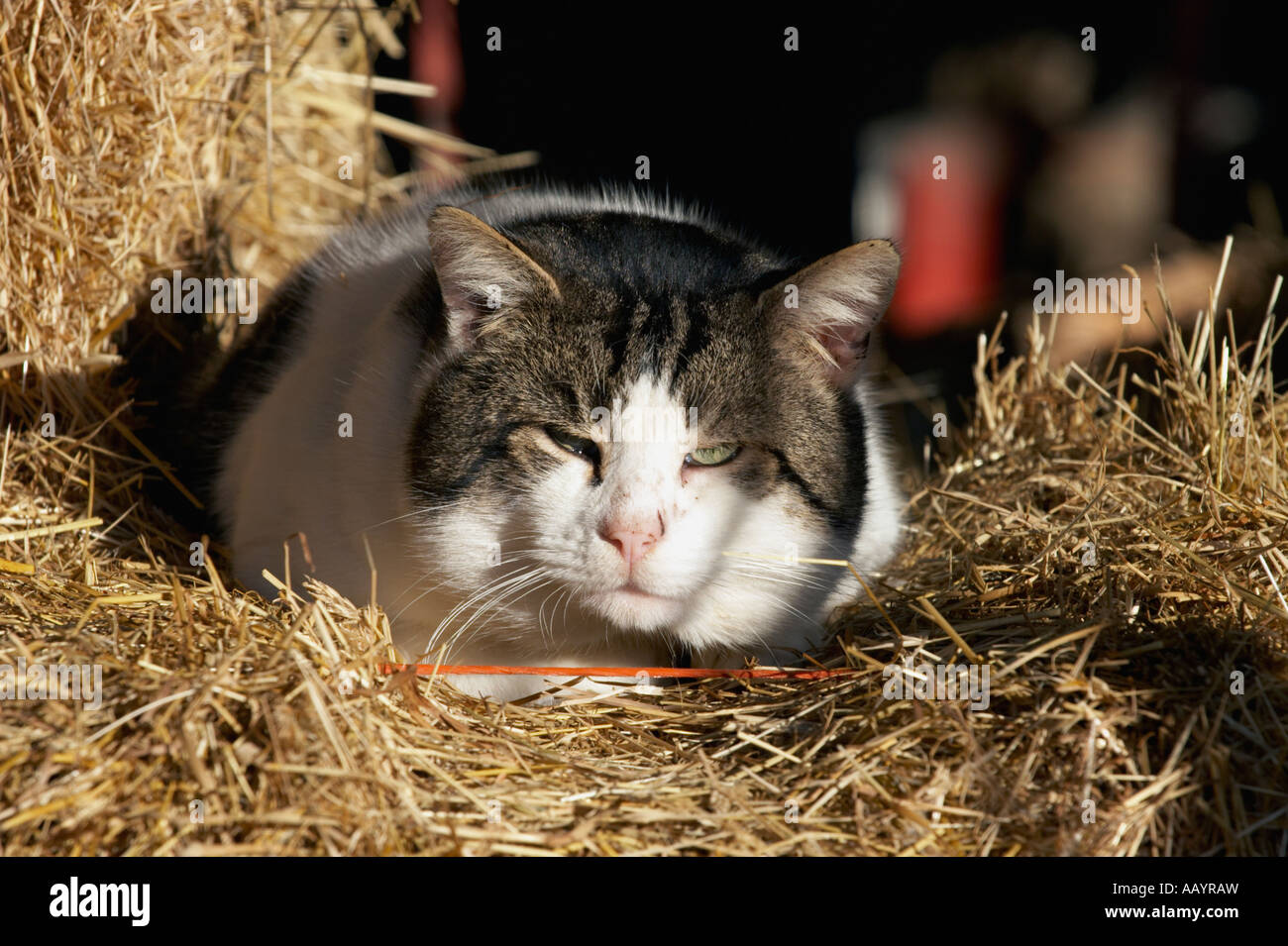 Cat in Barn Stock Photo - Alamy