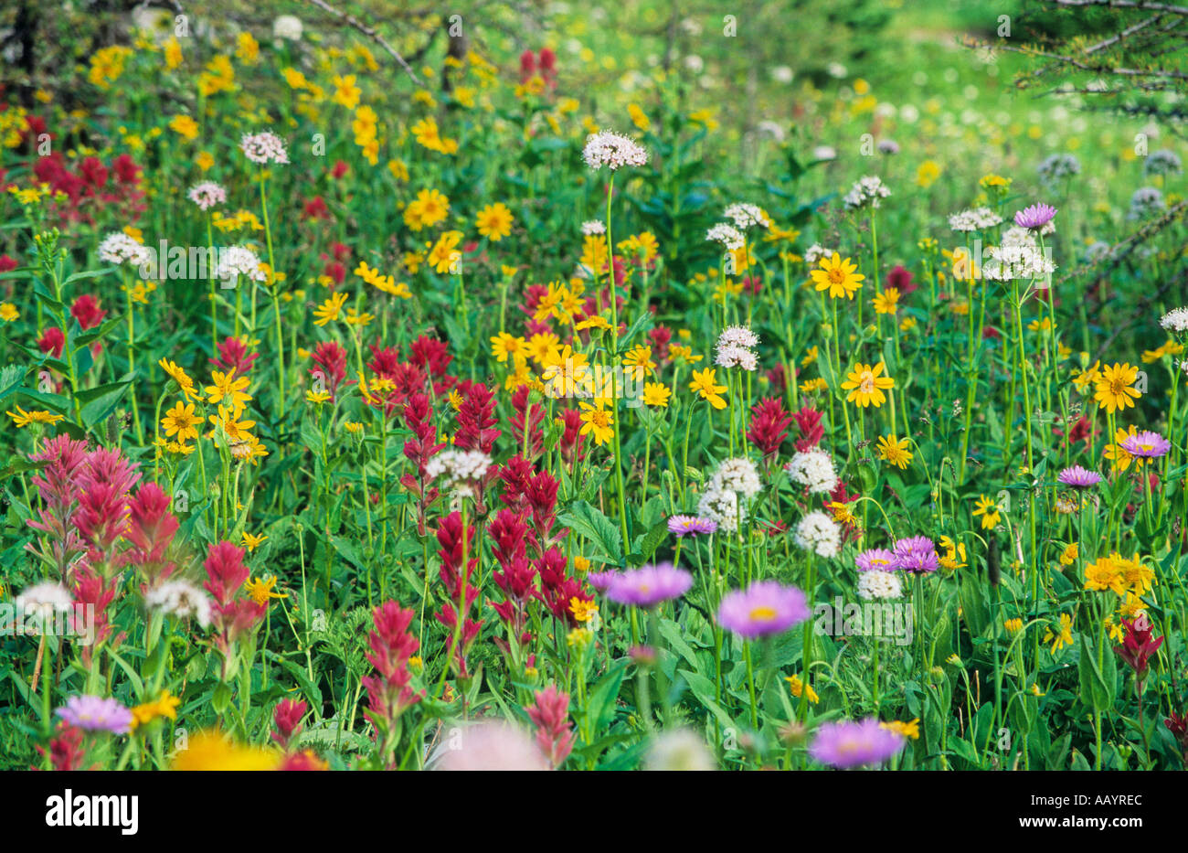 Wildflowers at Sunshine Meadows Mt Assiniboine Provincial Park BC ...