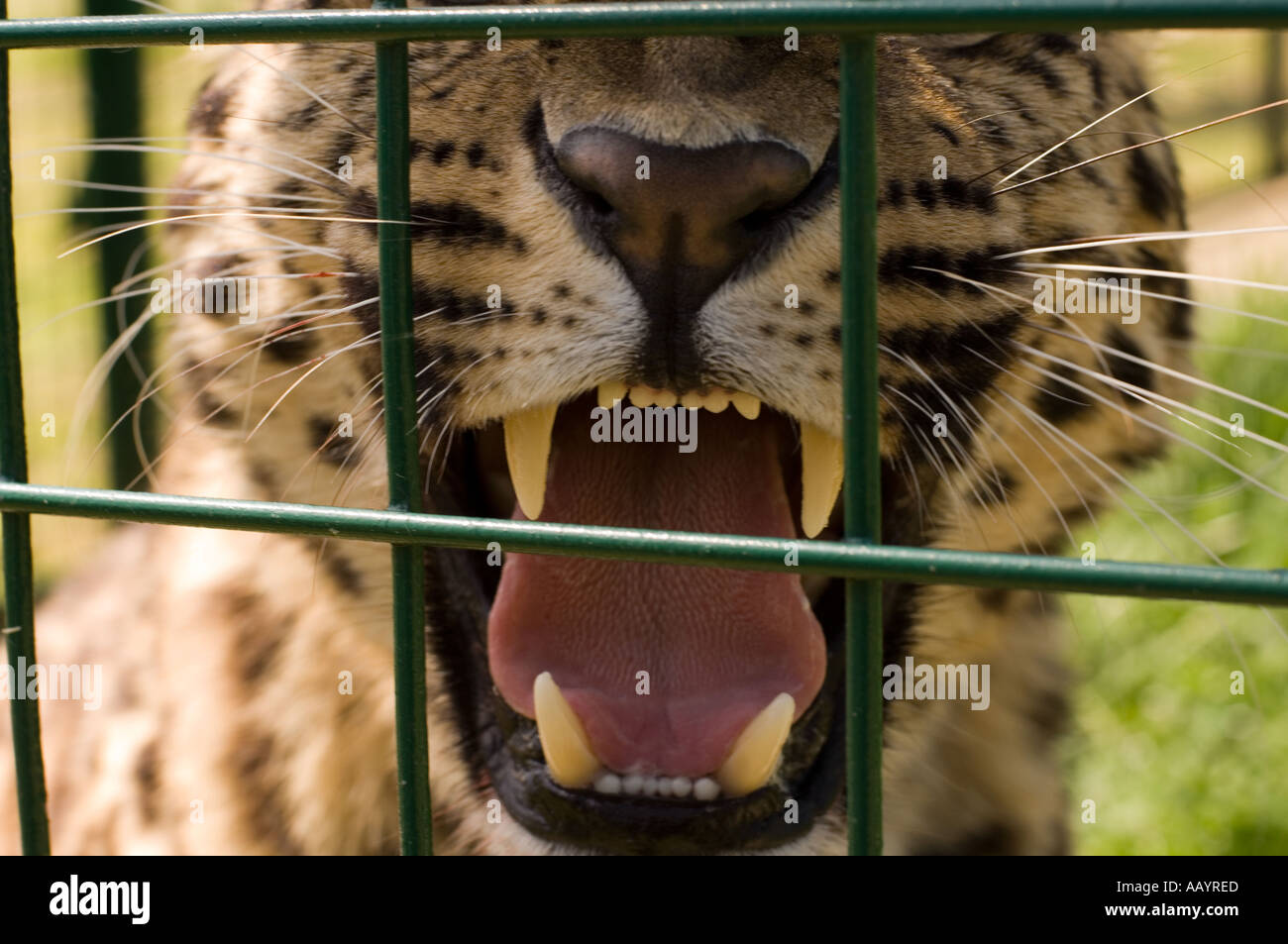 Leopard prey claw hi-res stock photography and images - Alamy