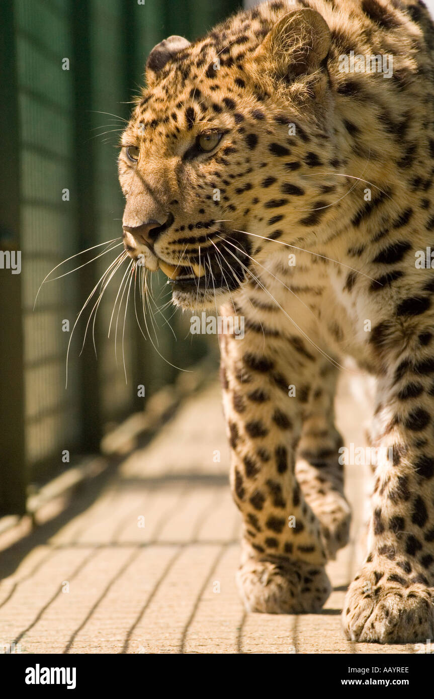 Amur leopard tail hi-res stock photography and images - Alamy