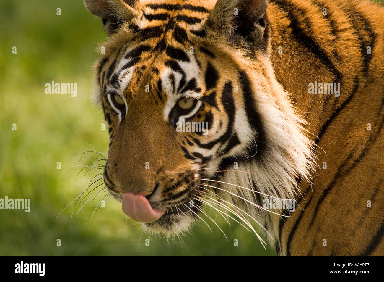 Big game hunter tiger hi-res stock photography and images - Alamy