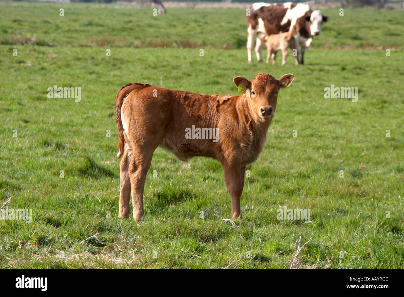 Calf standing looking up Stock Photo - Alamy