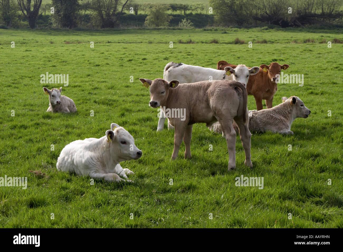 Livestockecology hi-res stock photography and images - Alamy