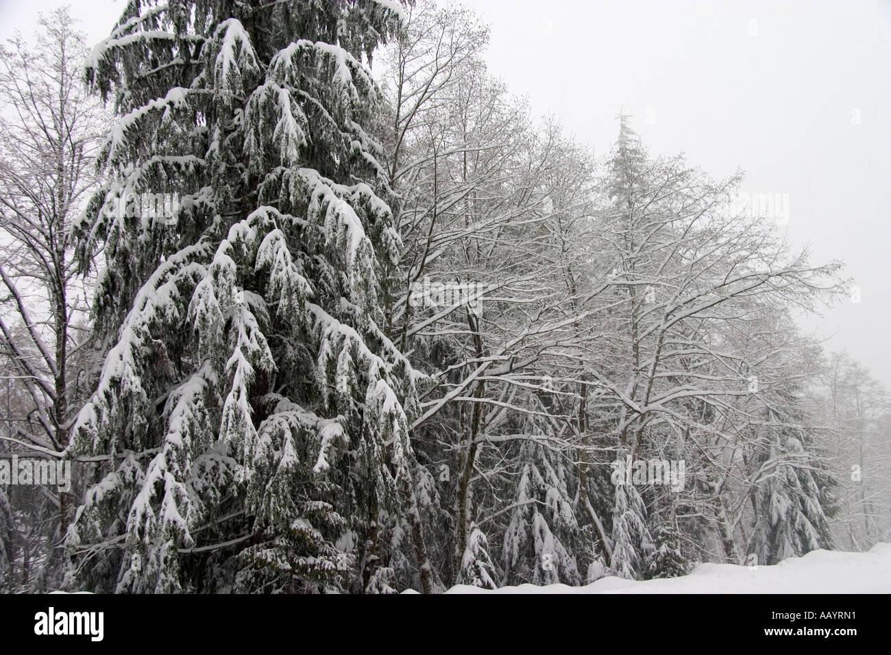 Snowy Landscape Scene Stock Photo - Alamy