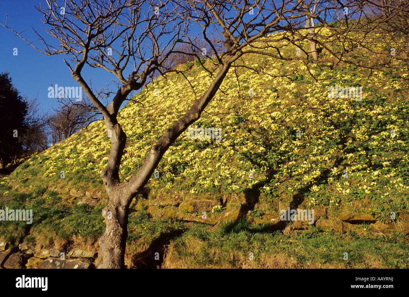 Scarborough esplanade gardens hi-res stock photography and images - Alamy