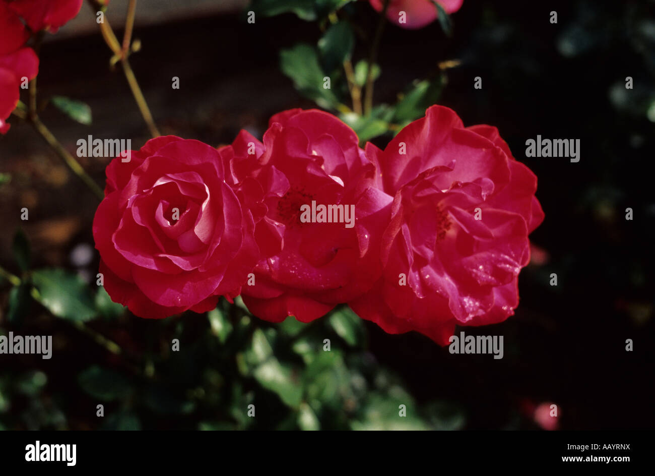 Three red roses Stock Photo - Alamy