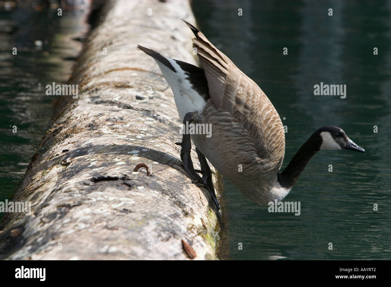 Diving Canadian Goose Stock Photo - Alamy