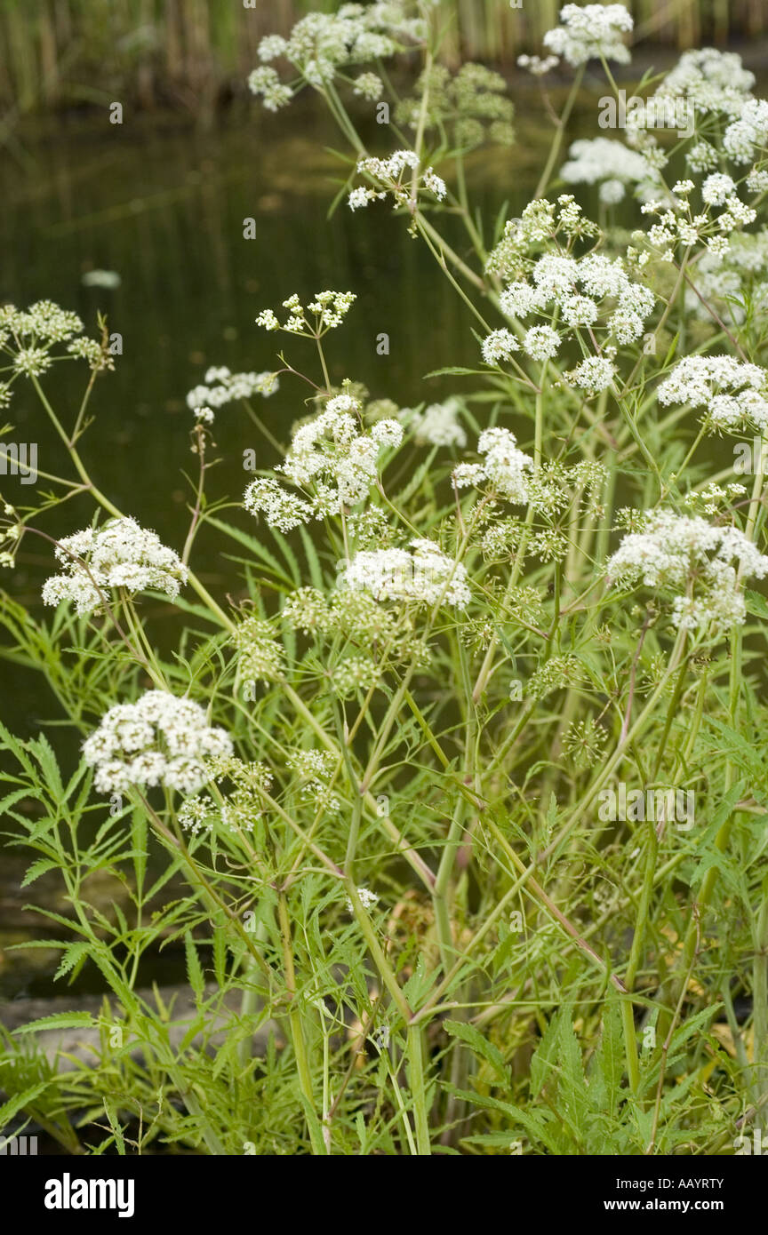 White spring flowers of Water hemlock, Cowbane - Cicuta virosa Stock ...