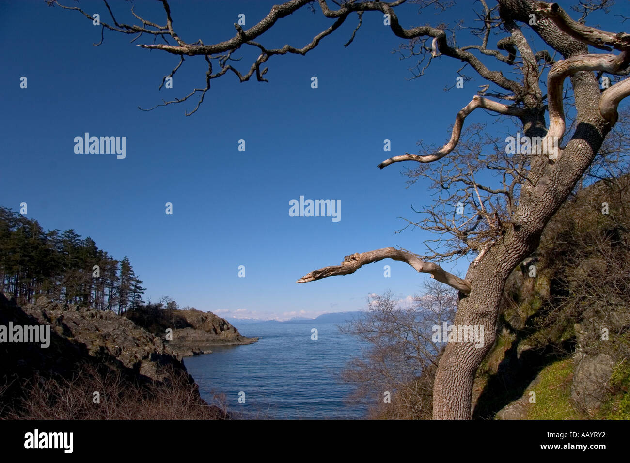 Pipers Lagoon Tree - Nanaimo Stock Photo - Alamy