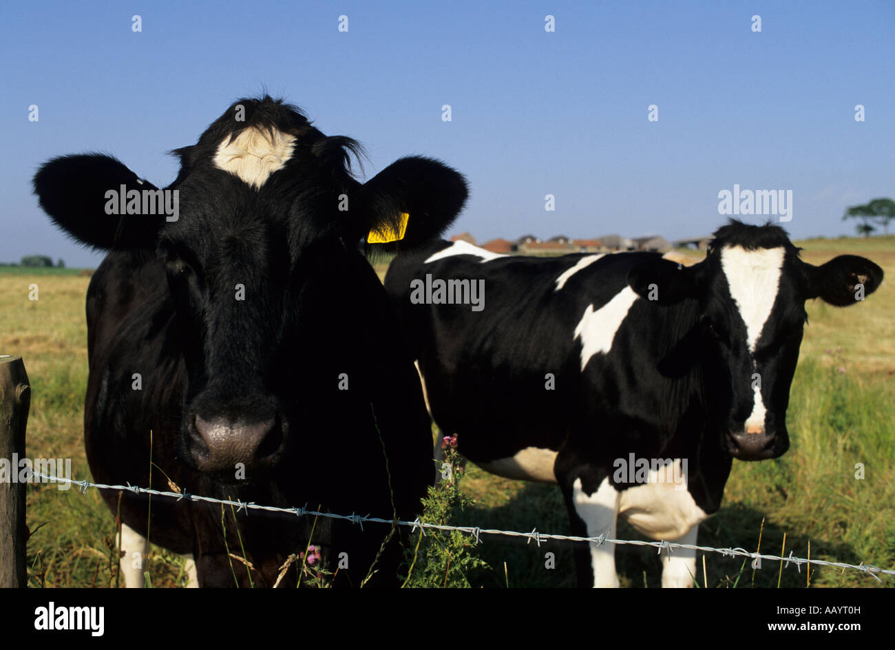 Friesian bullock hi-res stock photography and images - Alamy