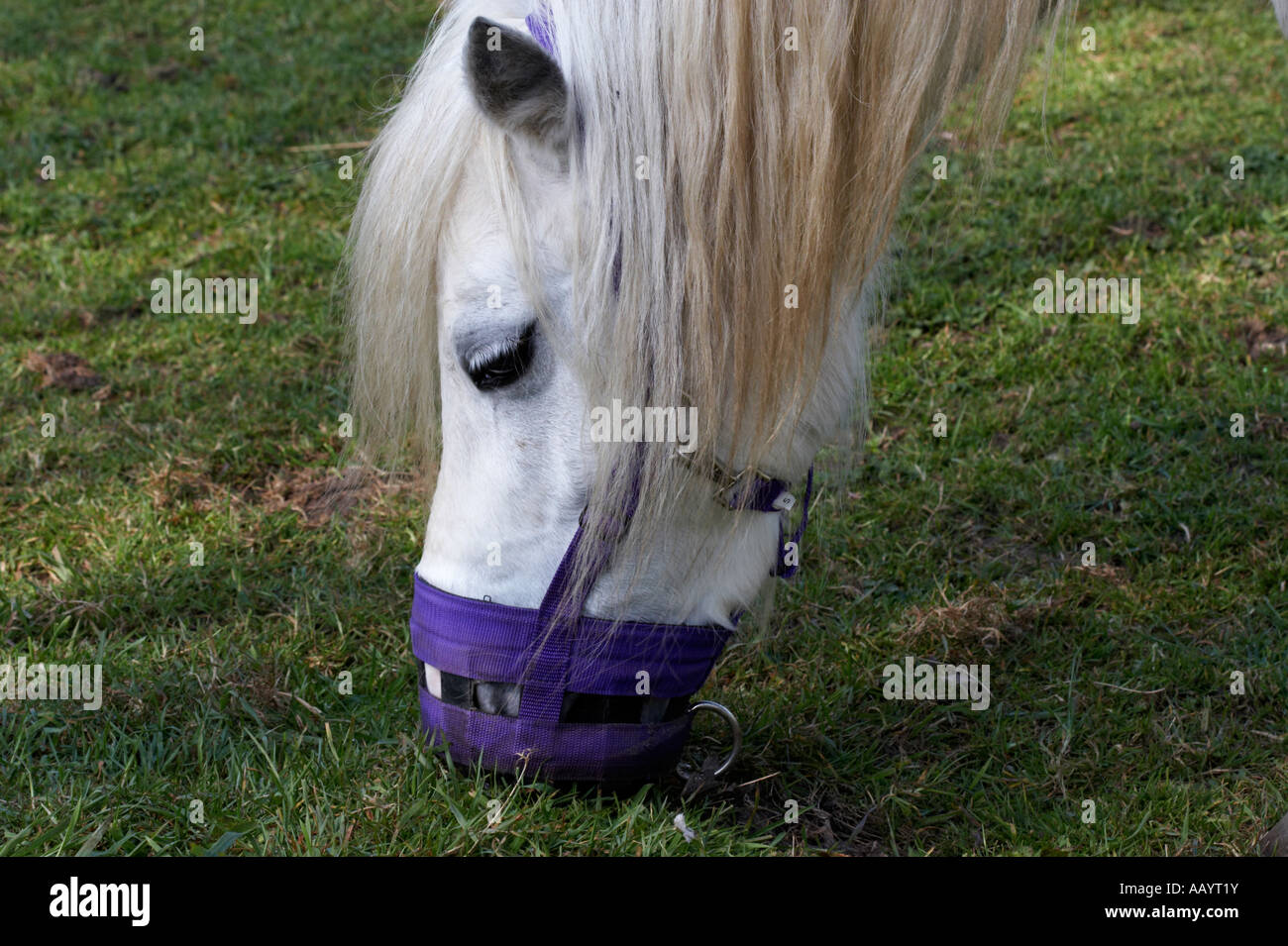 Pony wearing grazing muzzle Stock Photo - Alamy
